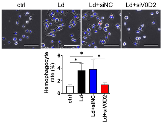 Jing Hong, Budhaditya Mukherjce,Chizu Sanjoba, Junya Ymagishi, Yasuyuki ...
